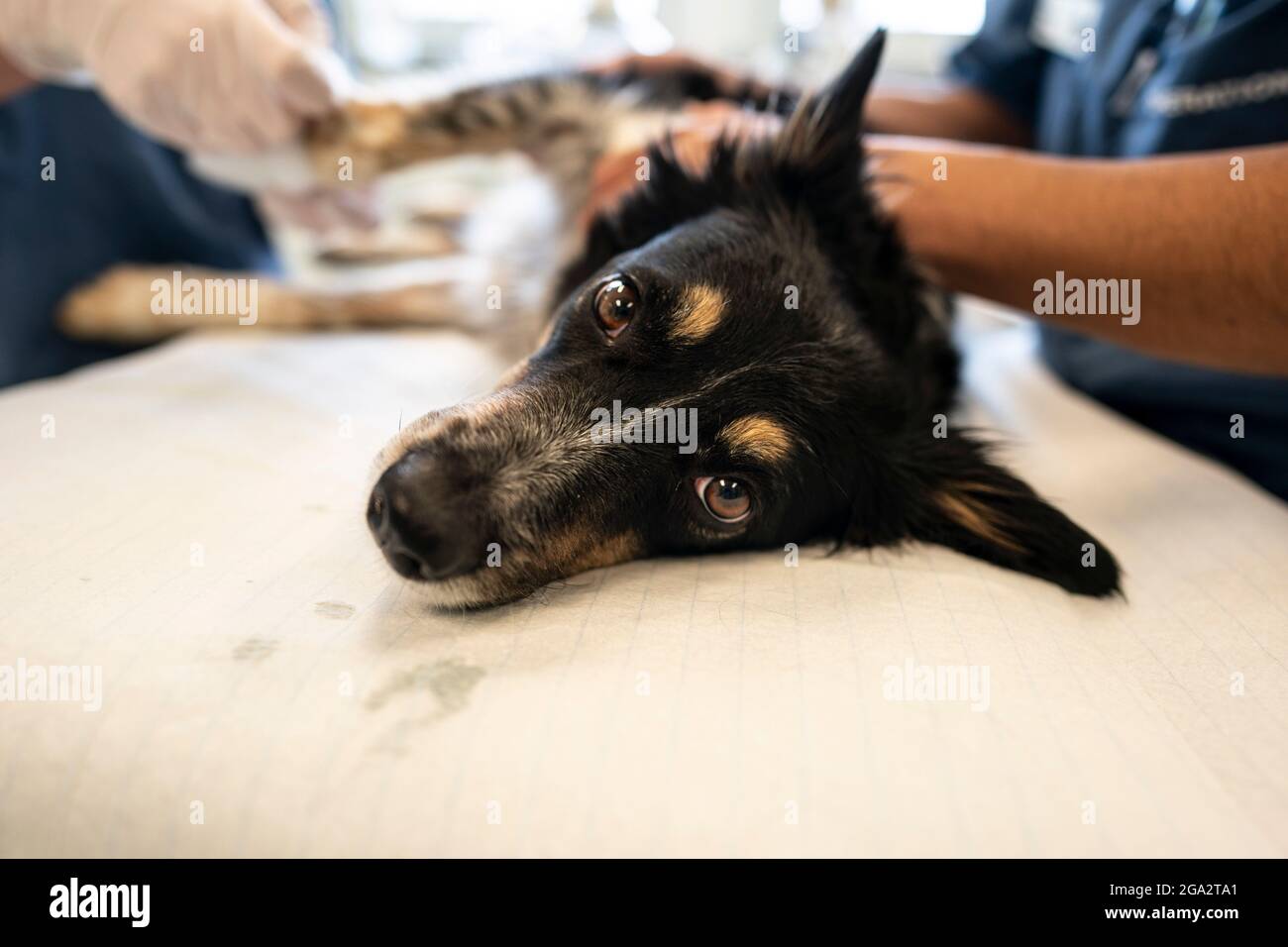 A dog being treated by a veterinarian at an animal hospital. Foto ...