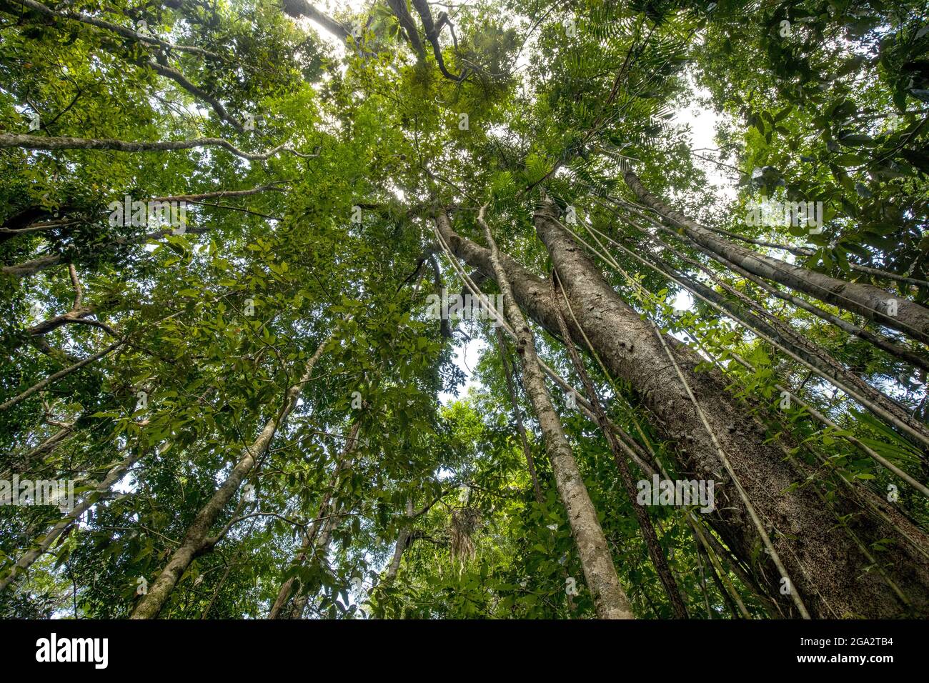 Looking up to the canopy of the Daintree Rainforest of Queensland ...