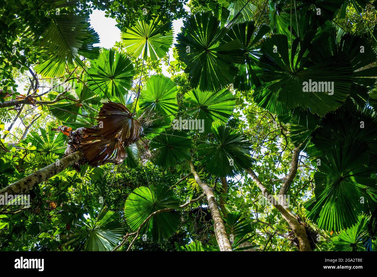 Looking up to the canopy of the Daintree Rainforest of Queensland ...