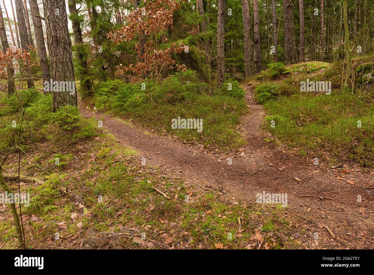 Narrow forest path splitting into two Stock Photo - Alamy