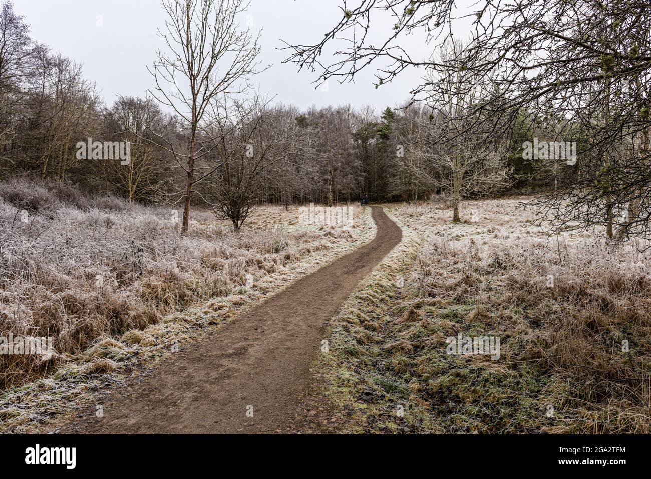 Gravel path crossing a frozen clearing in the forest Stock Photo - Alamy