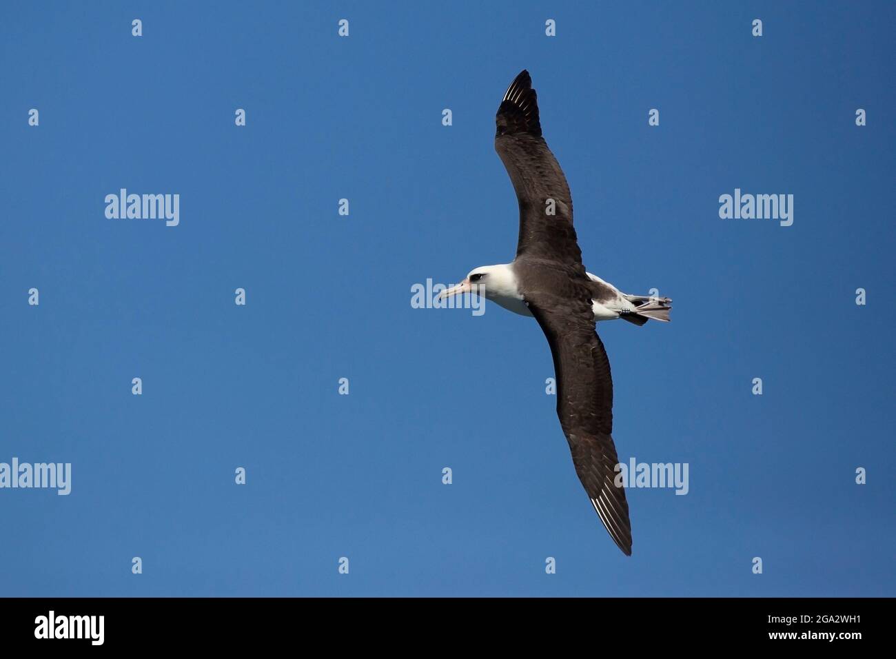 Laysan Albatross flying in clear blue sky over Kilauea Point National ...