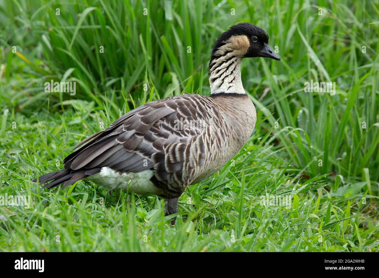 Nene, the world's rarest goose and Hawaii's state bird, in the grass of ...