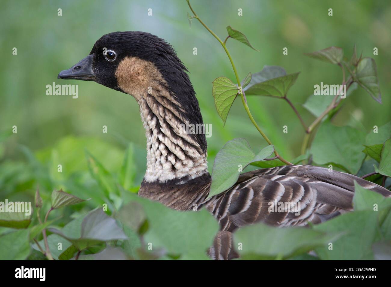 Nene, the world's rarest goose and Hawaii's state bird, among vines in ...