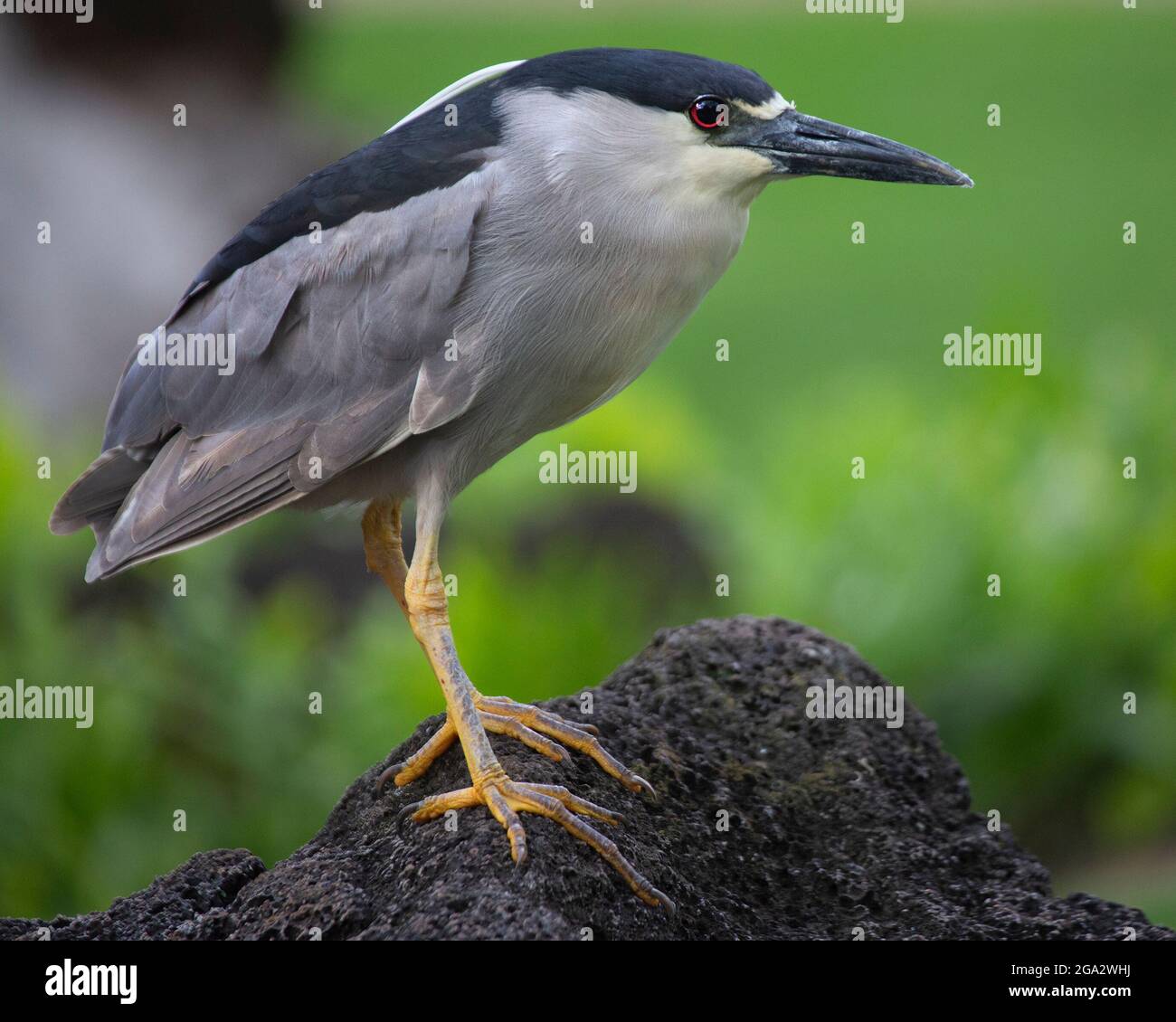 Black-Crowned Night Heron perched on lava rock on the south shore of ...