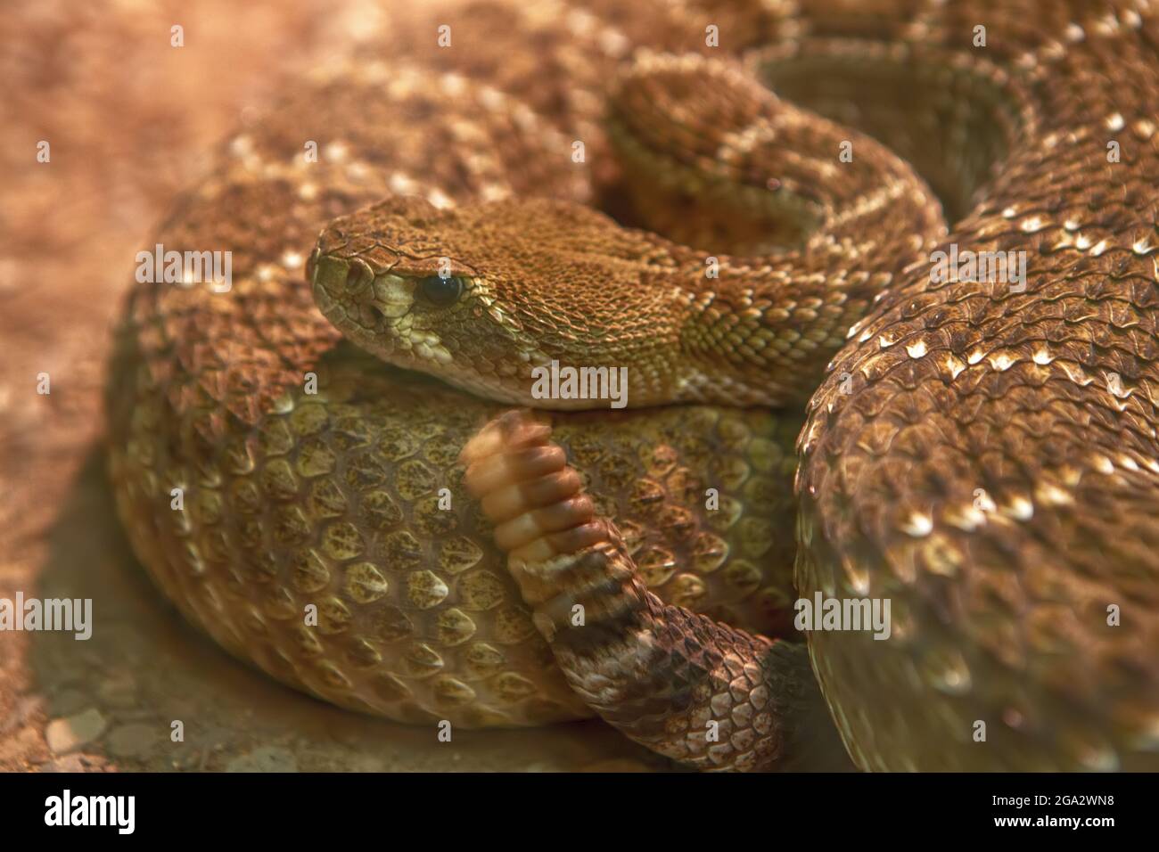 Snake skin patterns hi-res stock photography and images - Alamy