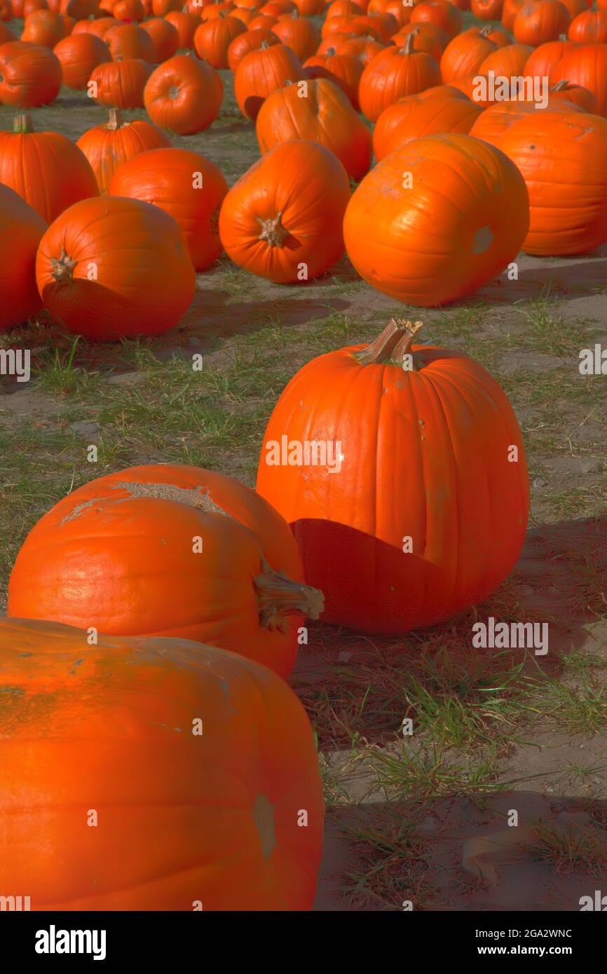 Display pumpkin hi-res stock photography and images - Alamy