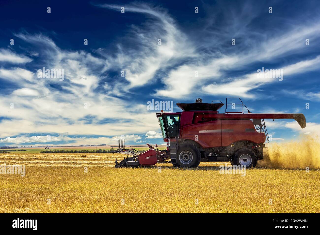 Combine at harvest in a grain field with dramatic clouds in a blue sky ...