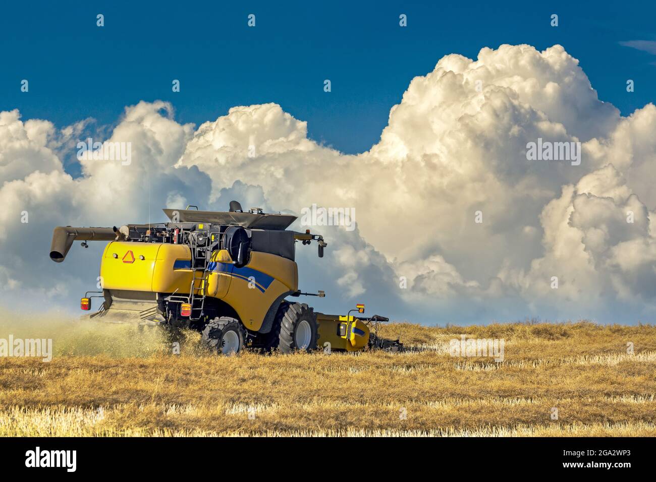 A combine at harvest in a canola field with dramatic storm clouds in a ...