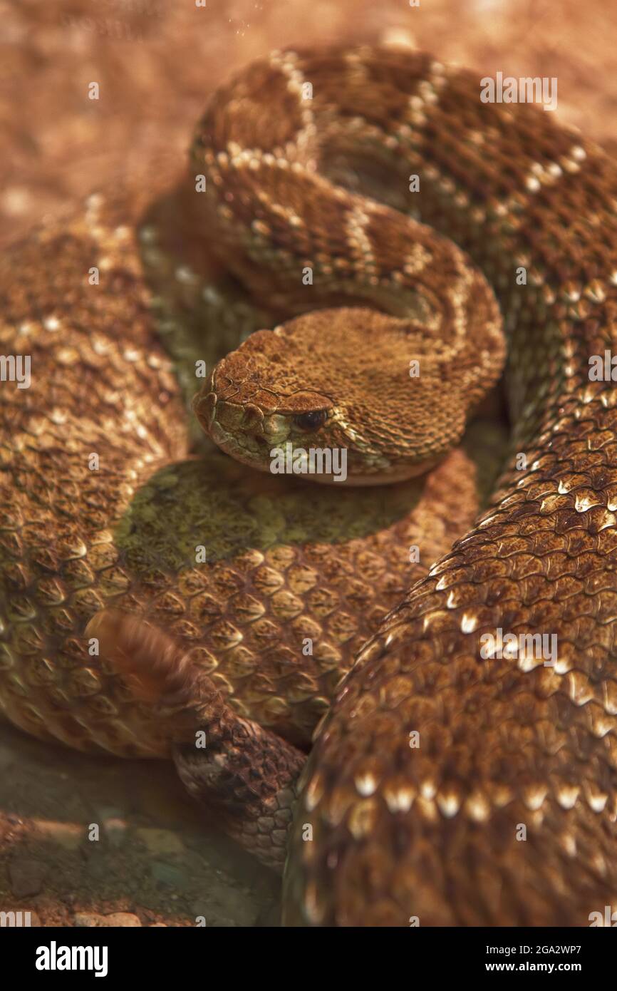 Rattlesnake skin pattern hi-res stock photography and images - Alamy