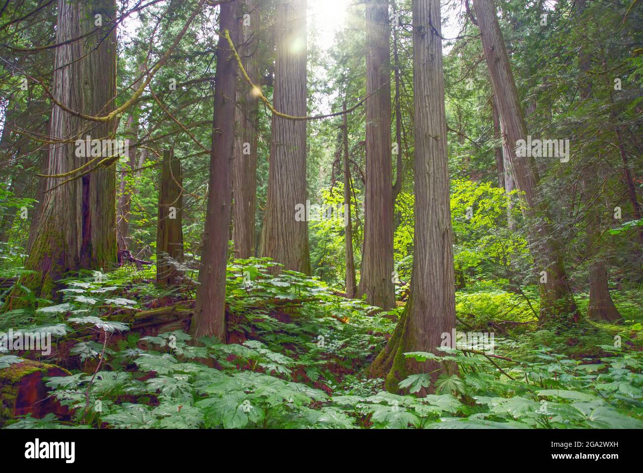 America woodland cutting trees hi-res stock photography and images - Alamy