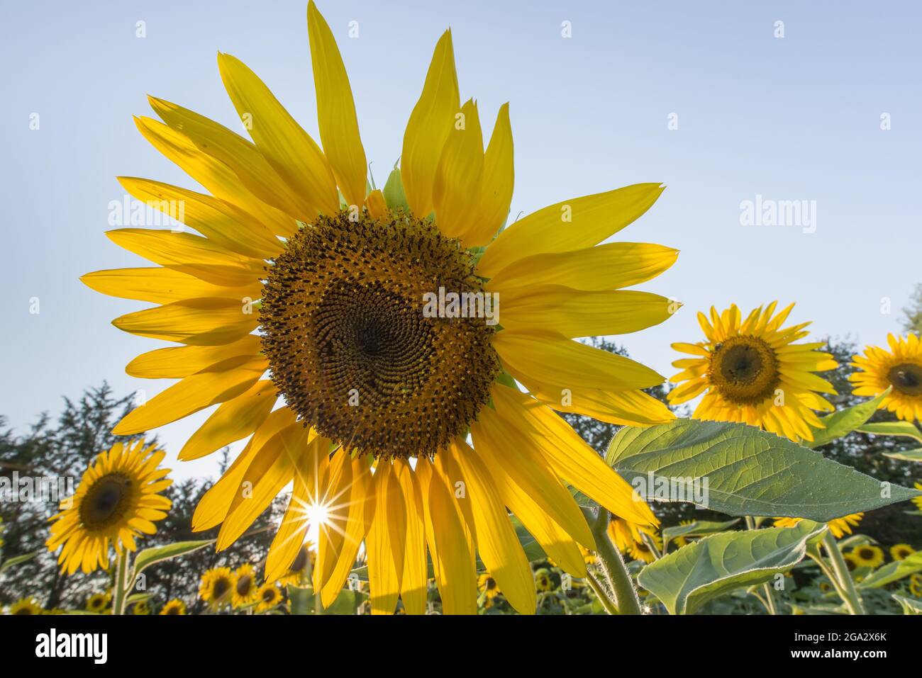 Close-up of sunflower (Helianthus) with a sunburst in a field of ...