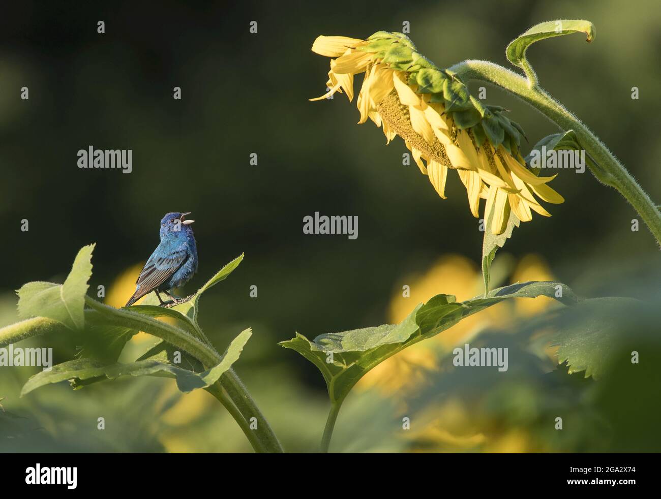 An Indigo bunting (Passerina cyanea) perched on a sunflower (Helianthus ...