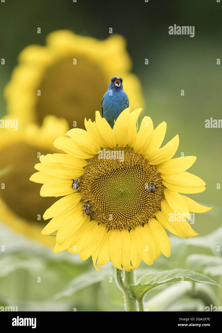 Four animals on a sunflower hi-res stock photography and images - Alamy