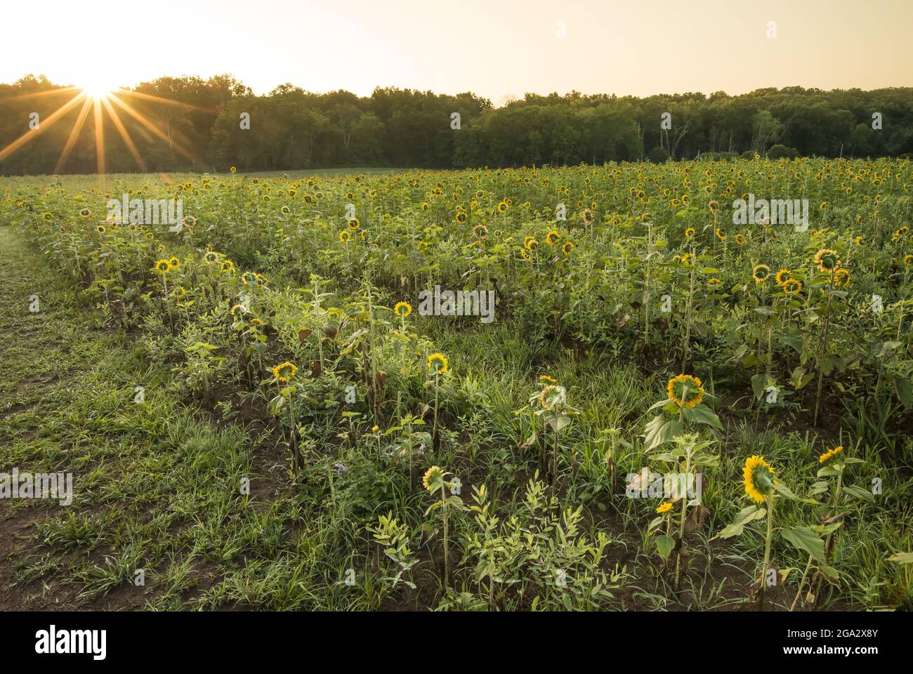 Sunrise over farm field hi-res stock photography and images - Alamy
