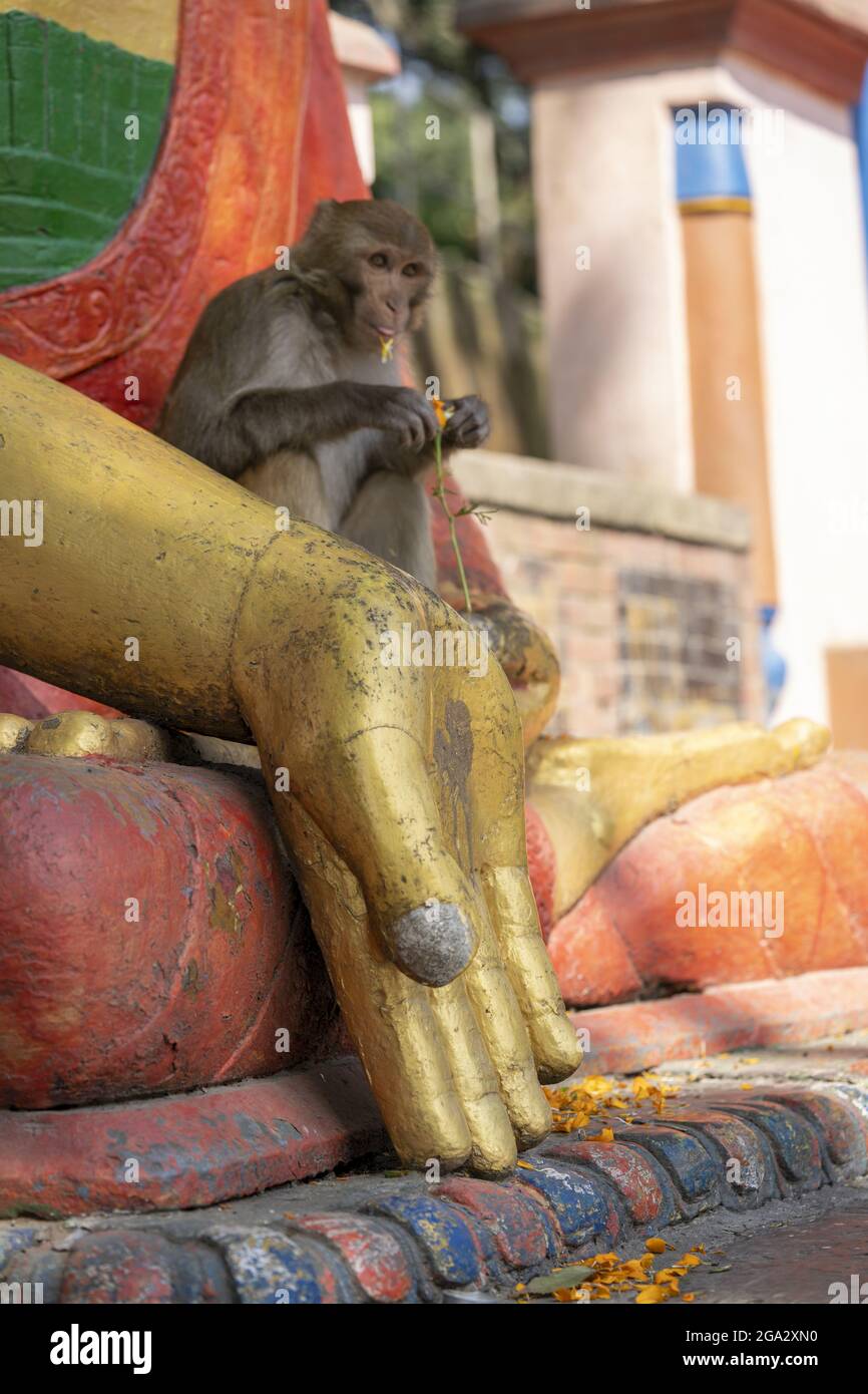 Rhesus Macaque monkey (Macaca mulatta) and Buddha statue on the steps ...
