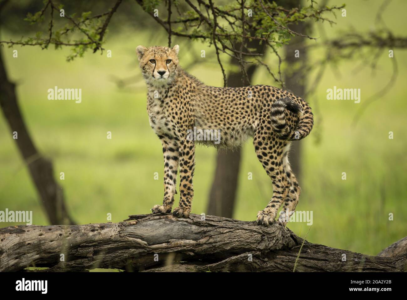 Cheetah tail hi-res stock photography and images - Alamy