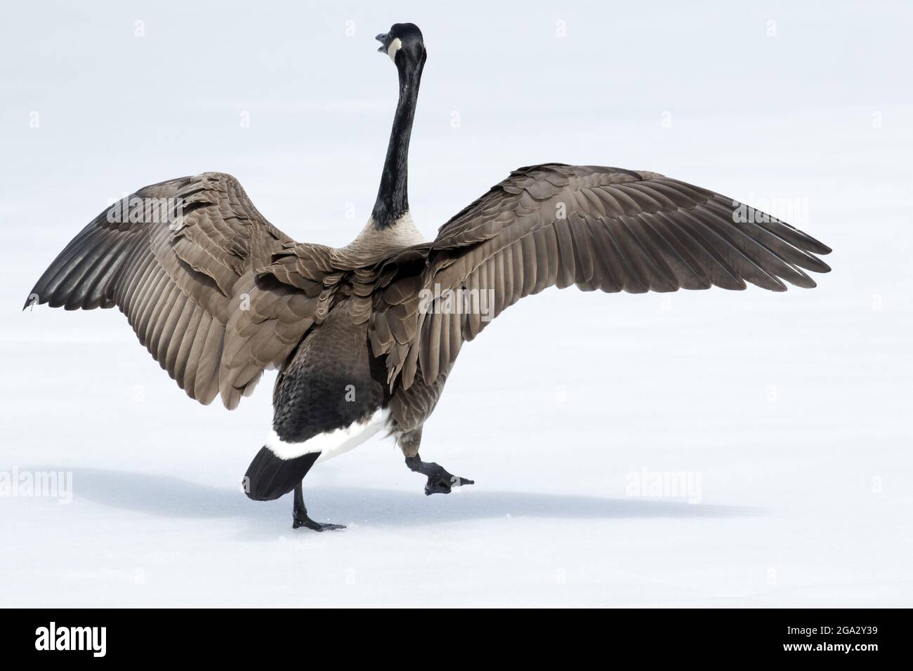 Bird wing display hi-res stock photography and images - Alamy