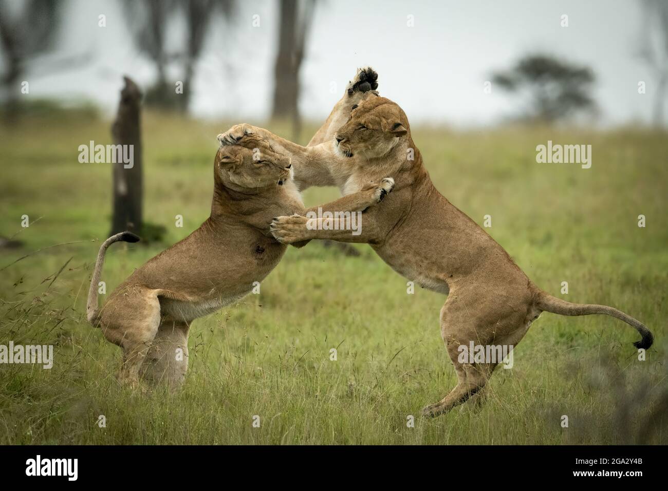 Two lionesses (Panthera leo leo) play fight with each other on their ...