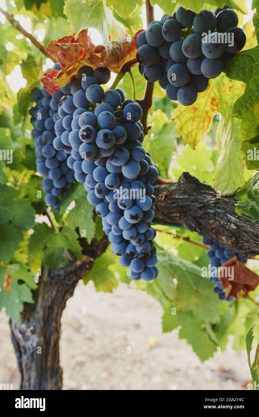 Close-up of ripe red grapes in a vineyard in summer; Catalonia, Spain ...
