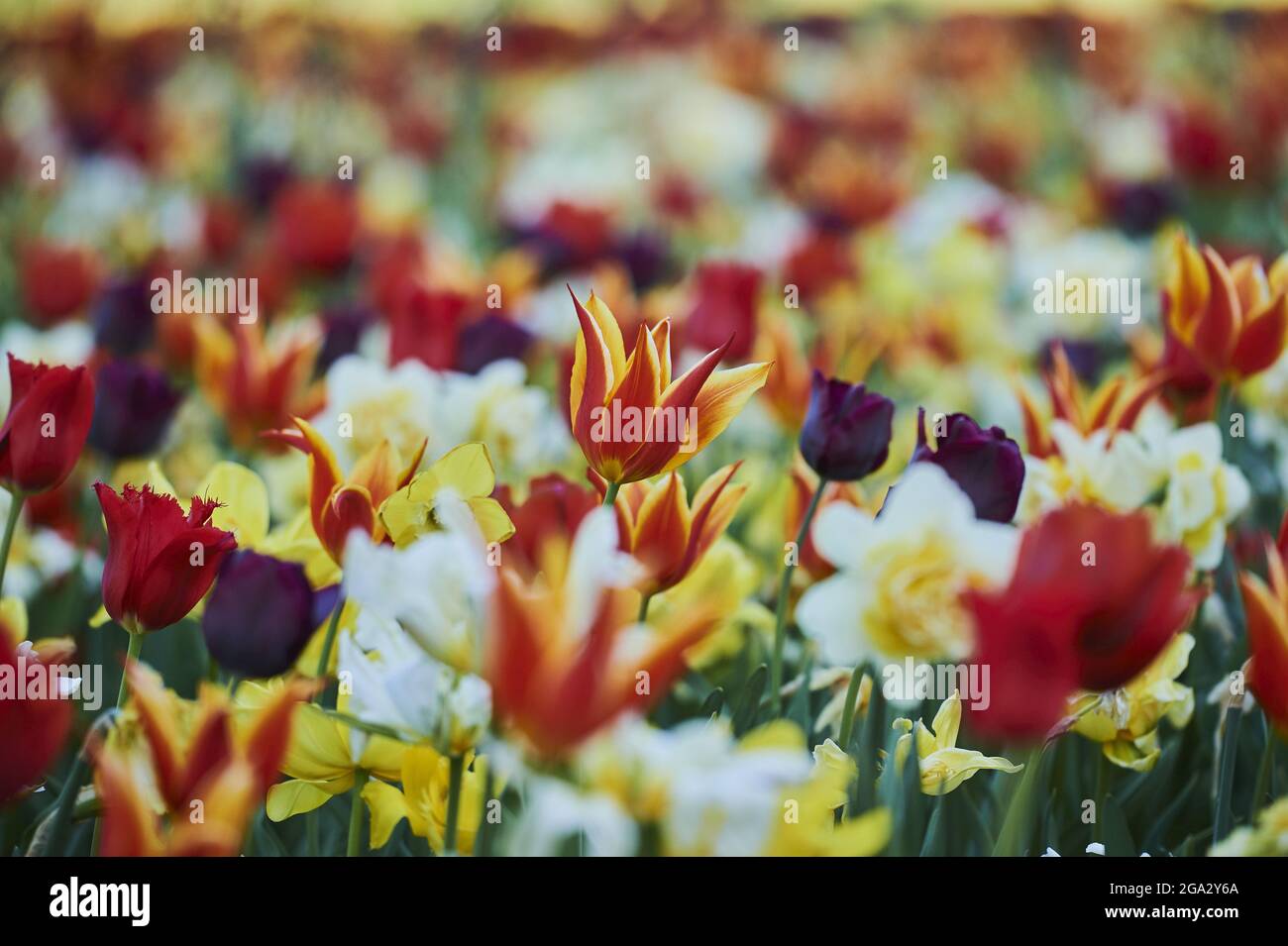 Close-up of a colorful field of Didier's tulip or garden tulip (Tulipa ...