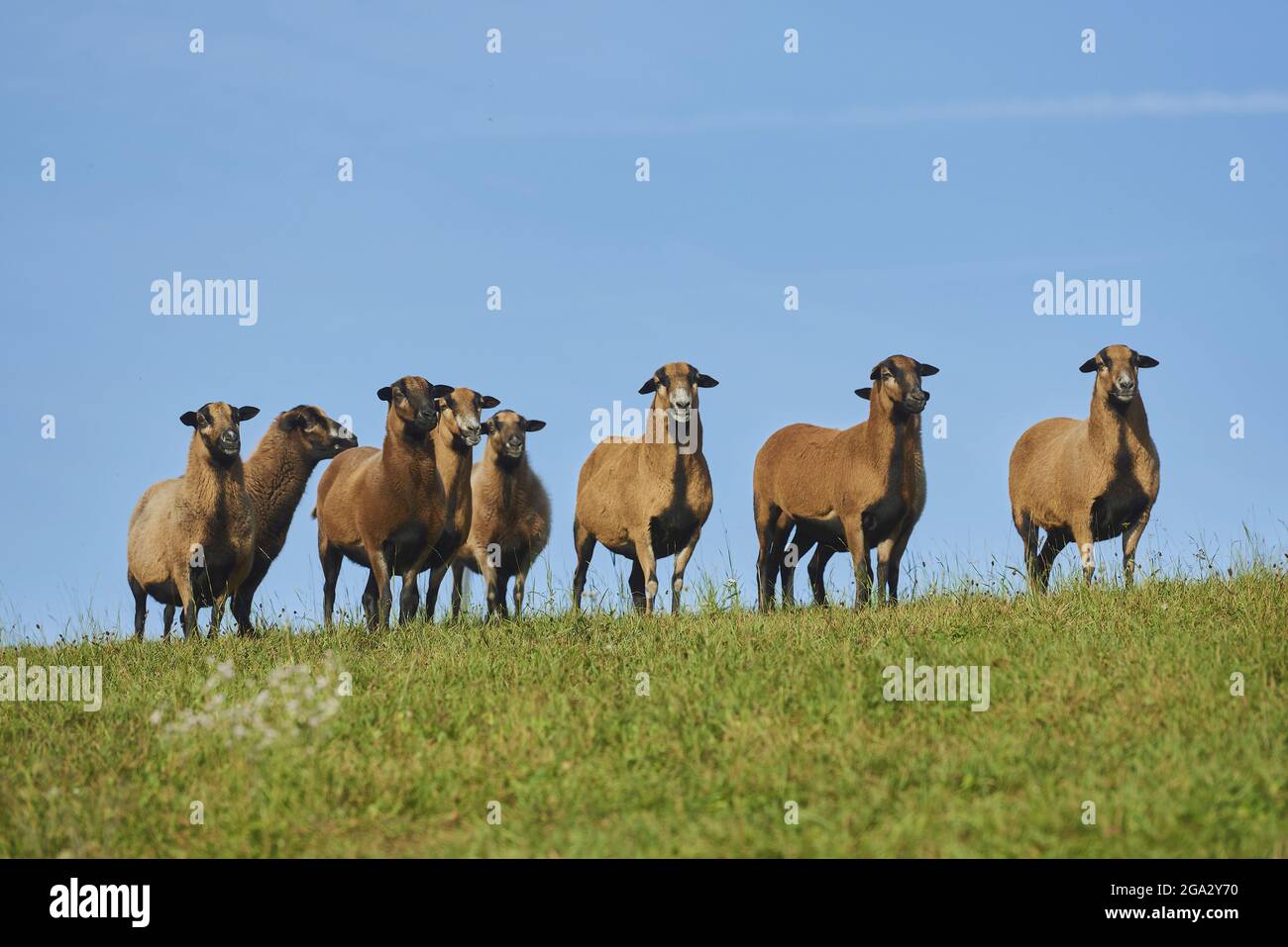 Cameroon Dwarf sheep (Ovis aries) standing in a row on a grassy meadow ...