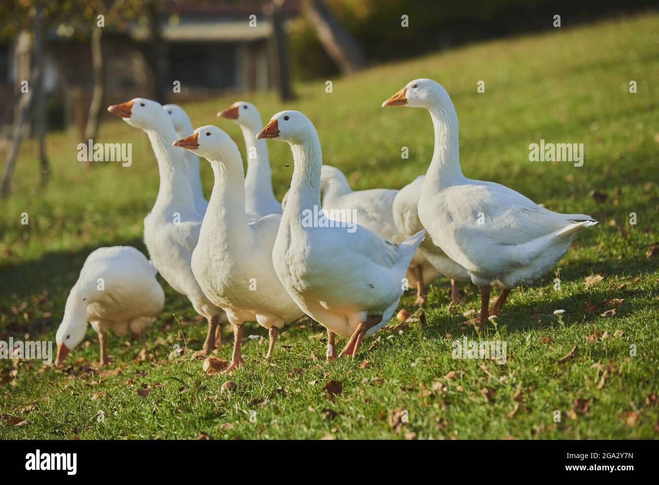 Domestic, captive geese (Anser anser domesticus) standing on a grassy ...