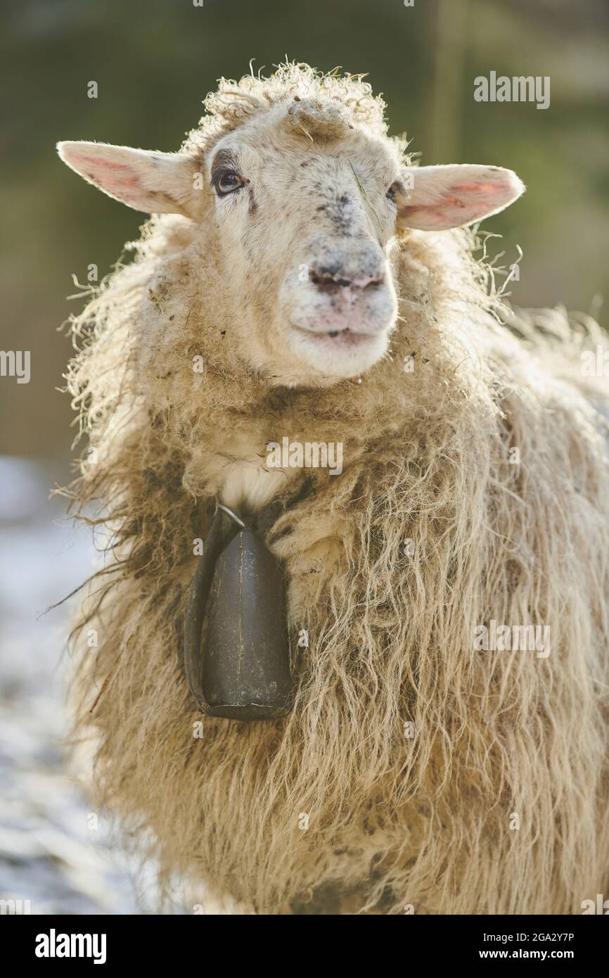 Woolly sheep face hi-res stock photography and images - Alamy