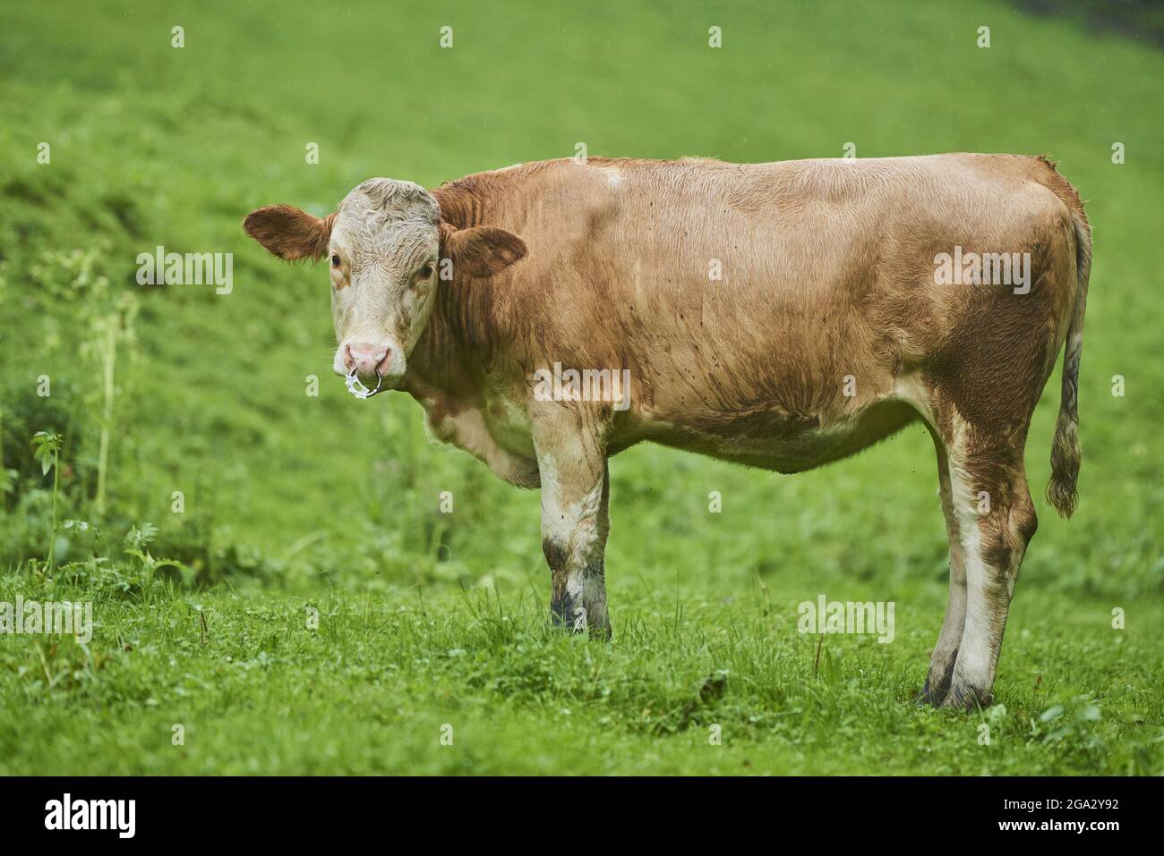 Bos taurus cattle grazing in hi-res stock photography and images - Alamy