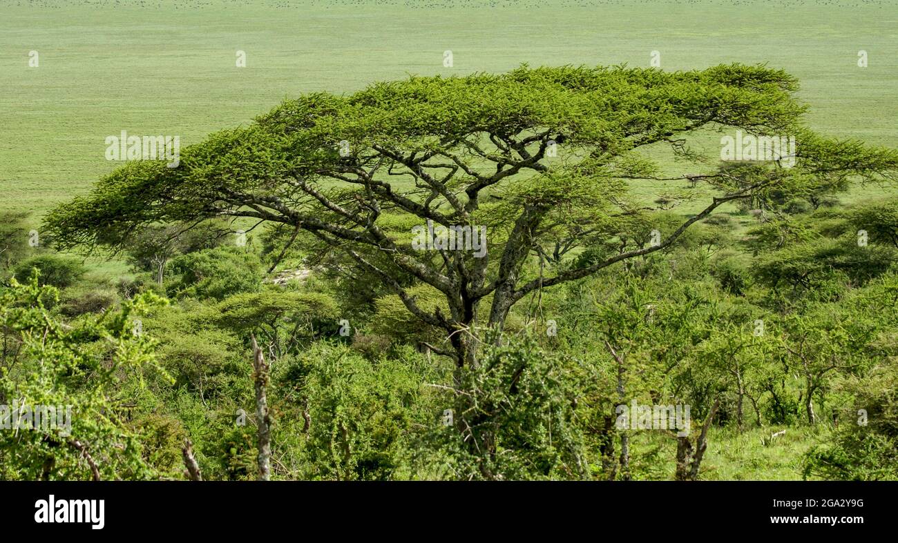 Frankincense tree in greenery on a sunny day Stock Photo - Alamy