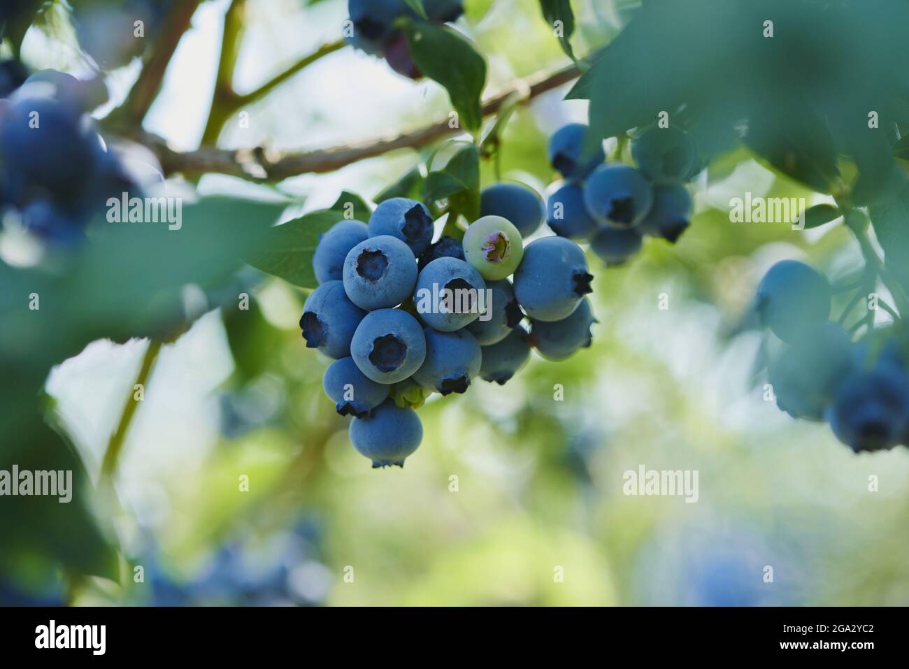 Close-up of ripe northern highbush blueberry or huckleberry (Vaccinium ...
