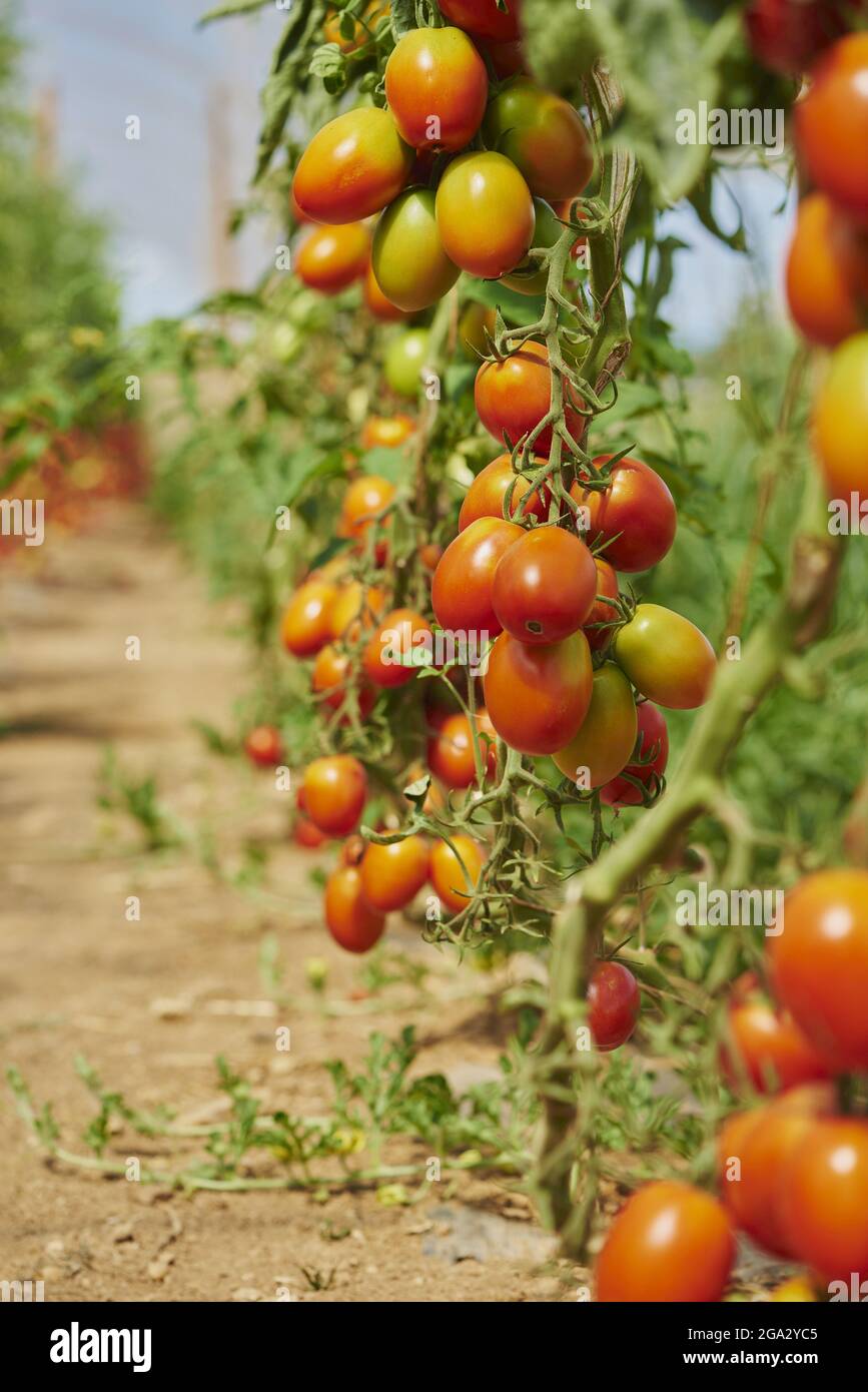 Tomato growth stages hi-res stock photography and images - Alamy