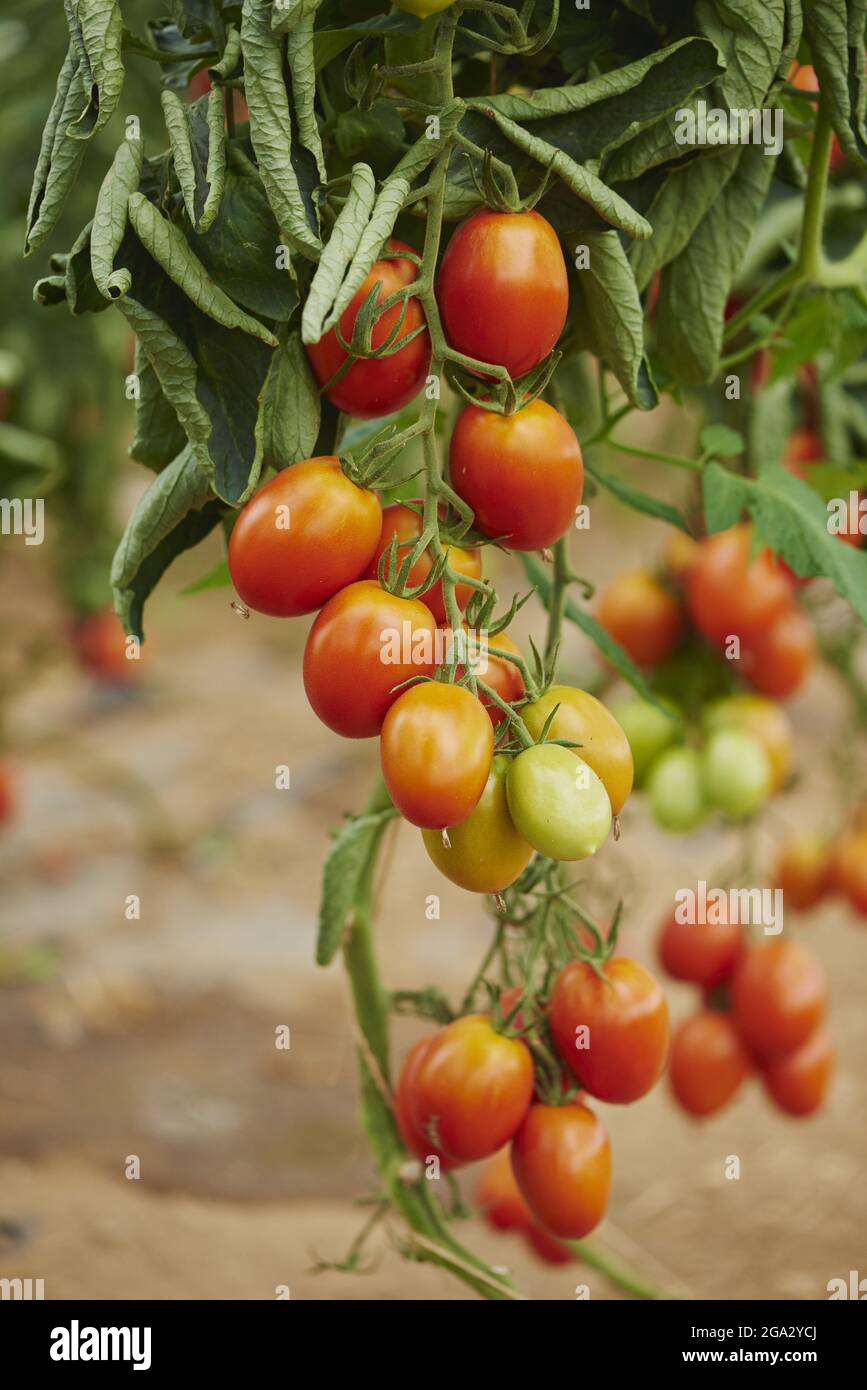Close-up of ripe tomatoes (Solanum lycopersicum) on the vine in a ...