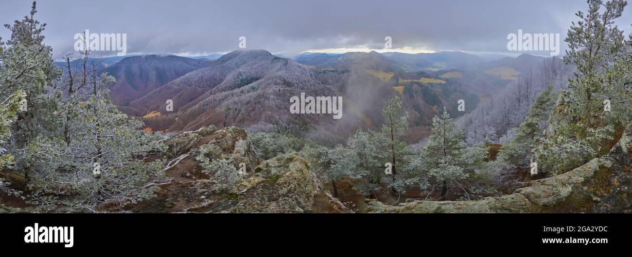 Snowy Scots pine (Pinus sylvestris) trees at Mount Vapec in the Strazov ...