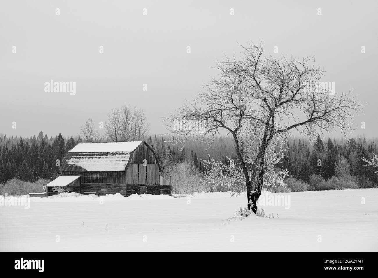 Barn with tree in winter; Thunder Bay, Ontario, Canada Stock Photo - Alamy