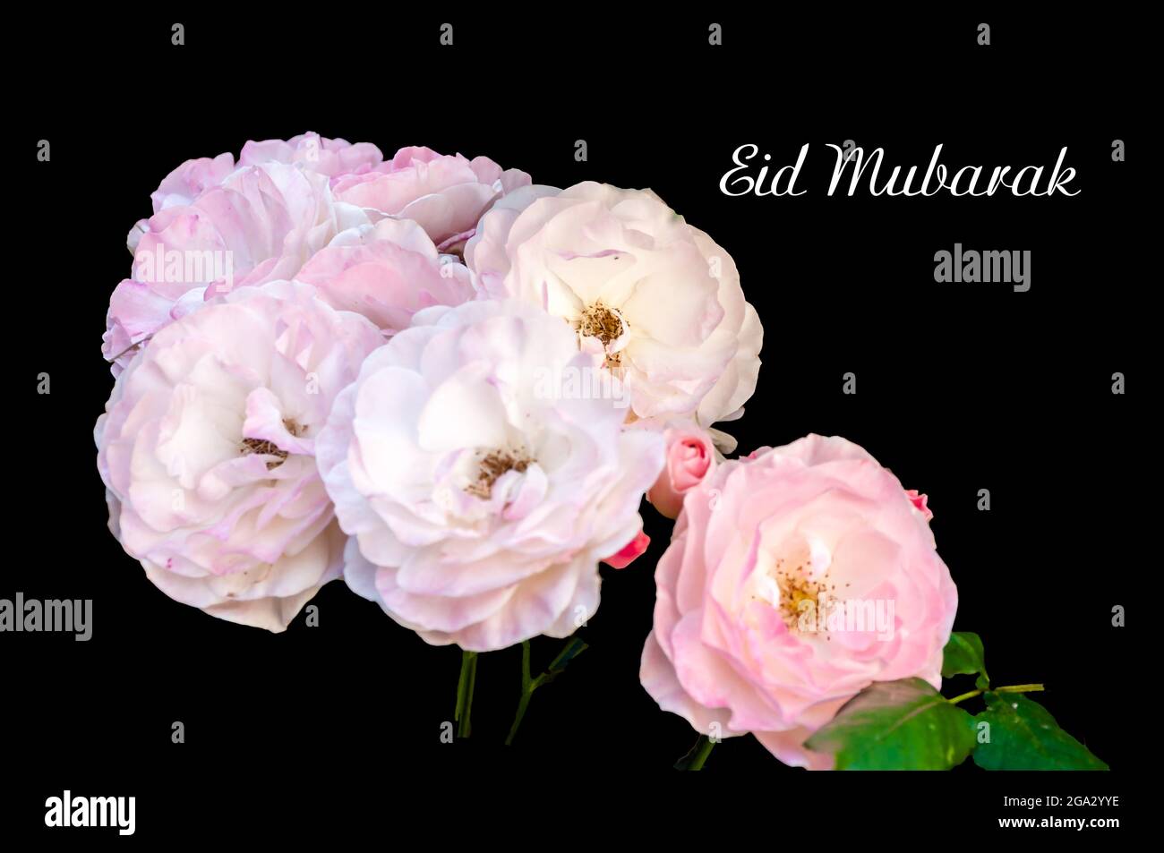 Eid Mubarak rose card Stock Photo - Alamy