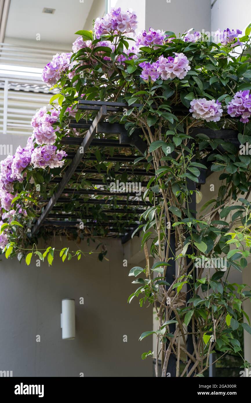 Vertical shot of purple flowers on the balcony outdoors Stock Photo - Alamy