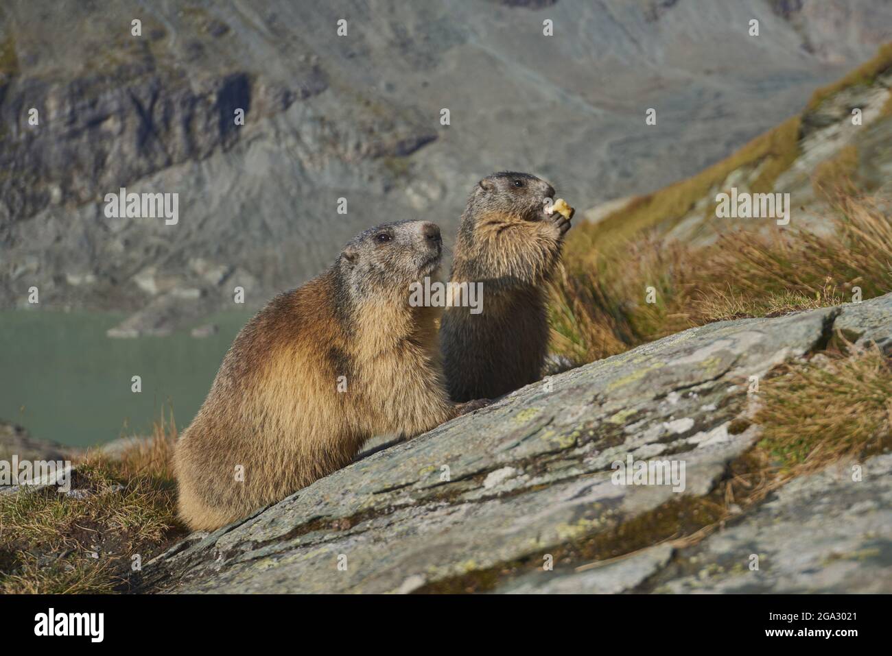 Close-up of two alpine marmots (Marmota marmota) standing on a rocky slope, one eating, at ...