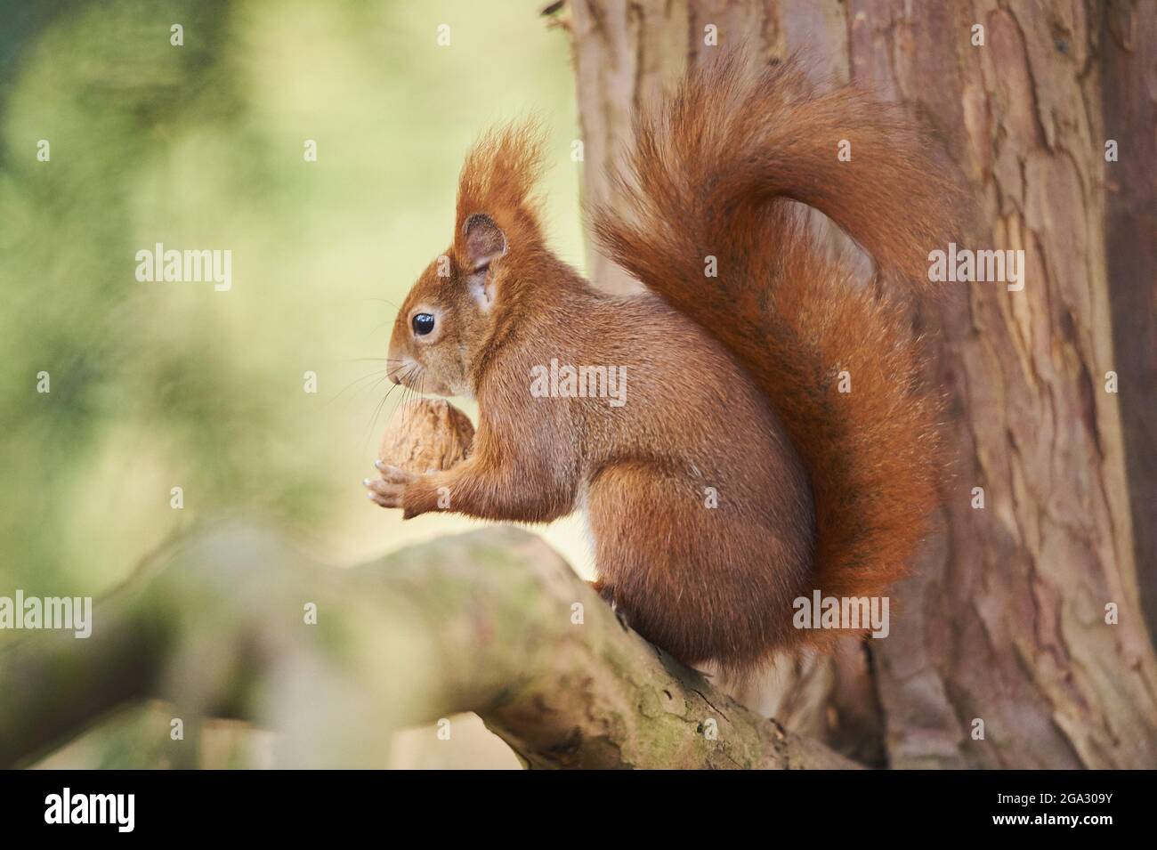 Eurasian red squirrel (Sciurus vulgaris); Bavaria, Germany Stock Photo ...
