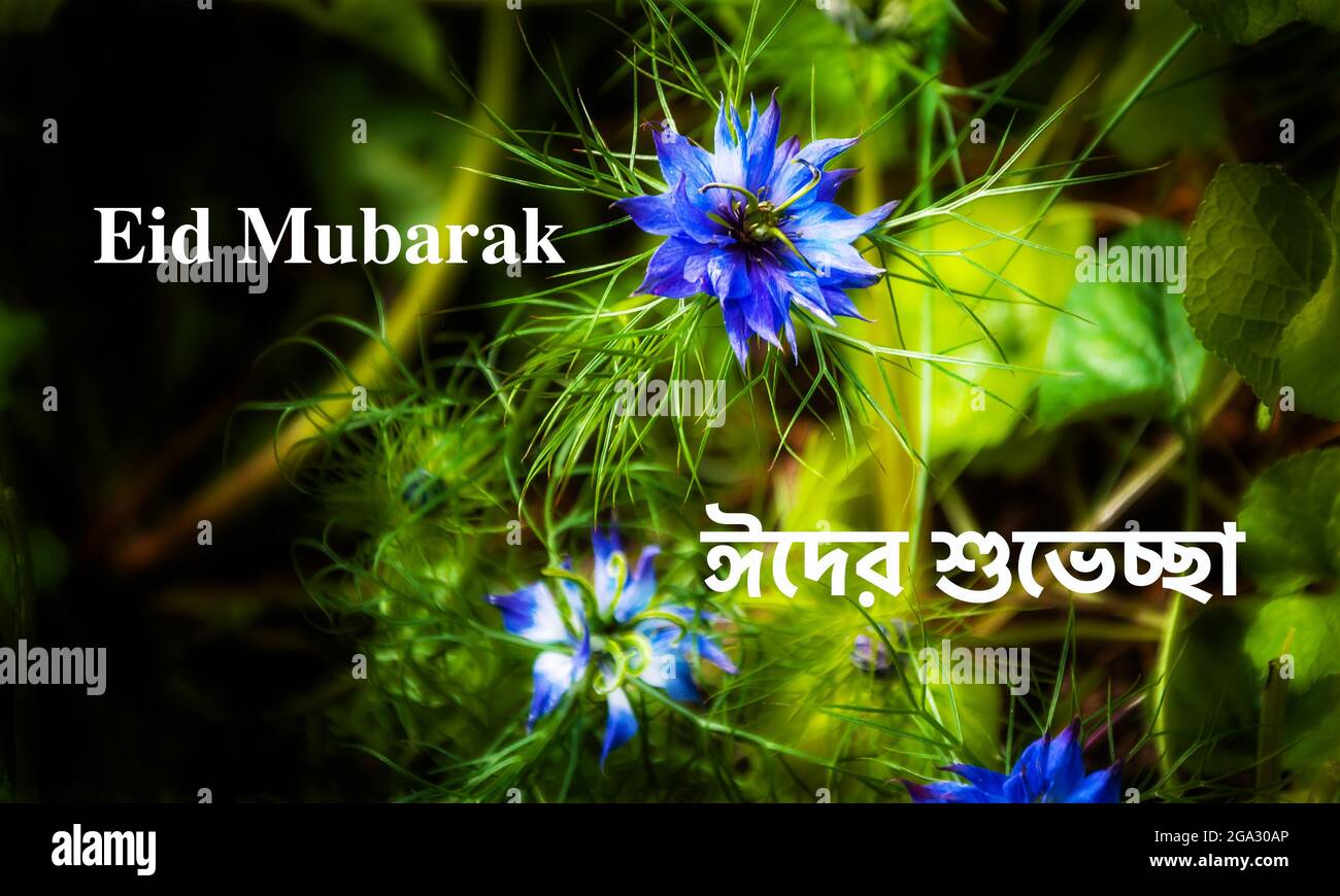 Bangladesh Eid Mubarak flowers blue background Stock Photo - Alamy