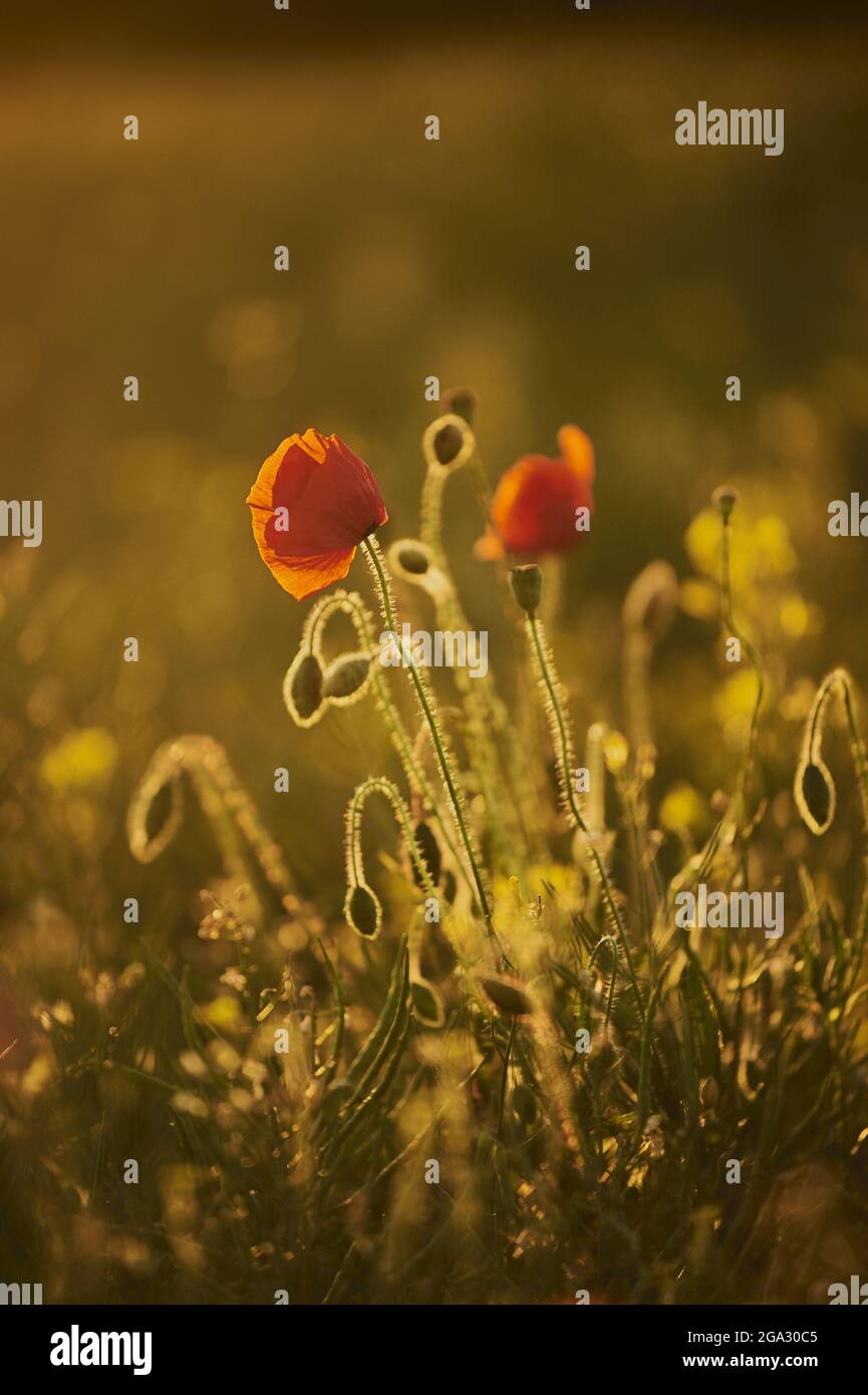Common poppy or corn rose (Papaver rhoeas) blossom; Bavaria, Germany ...