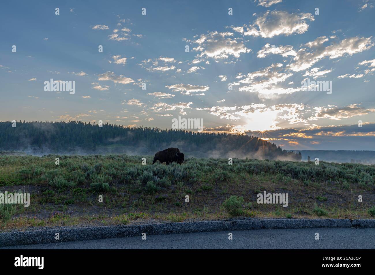 A wild buffalo near the road in Hayden Valley, Yellowstone National ...