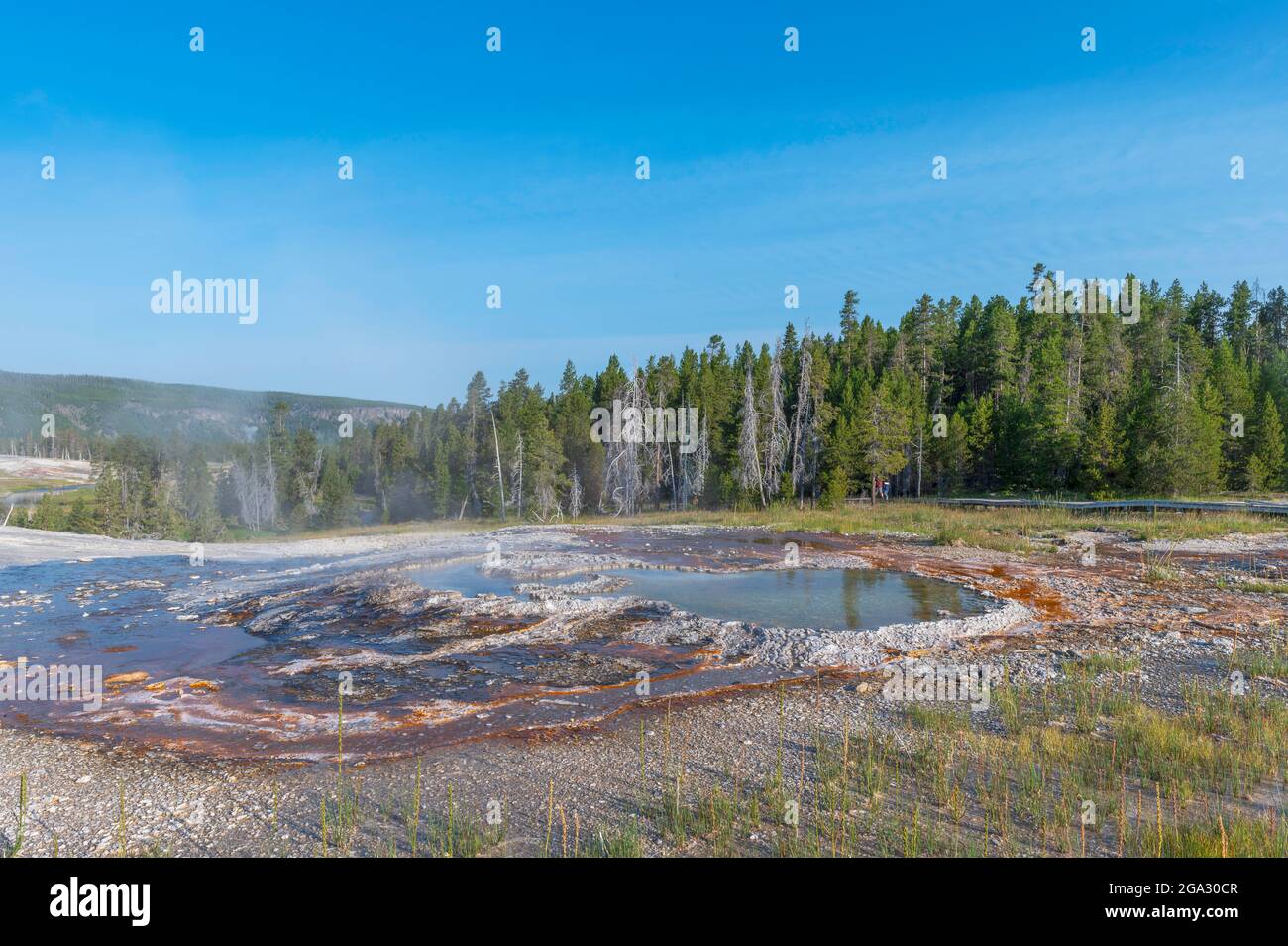Thermal activity along the Upper Geyser Hill Trail in Yellowstone ...