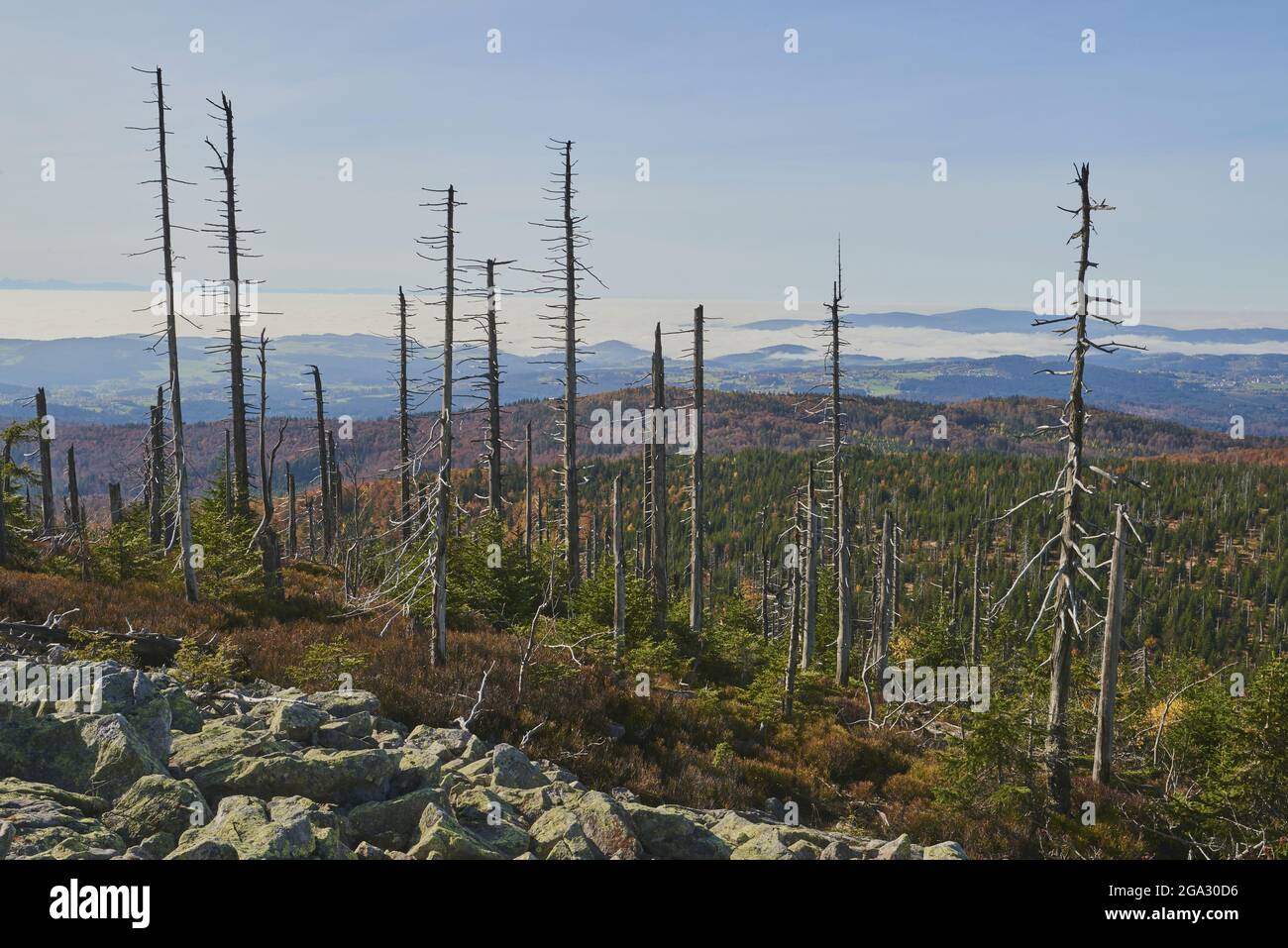 Old norway spruce (Picea abies) tree trunks and new growing trees in ...