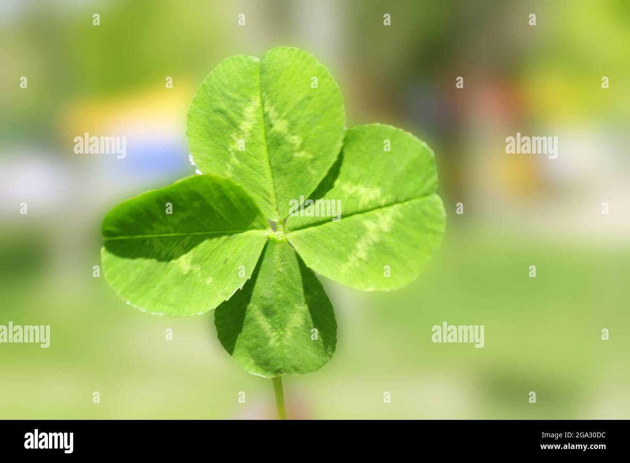 Hand holding four leaf clover on green nature background, close up ...