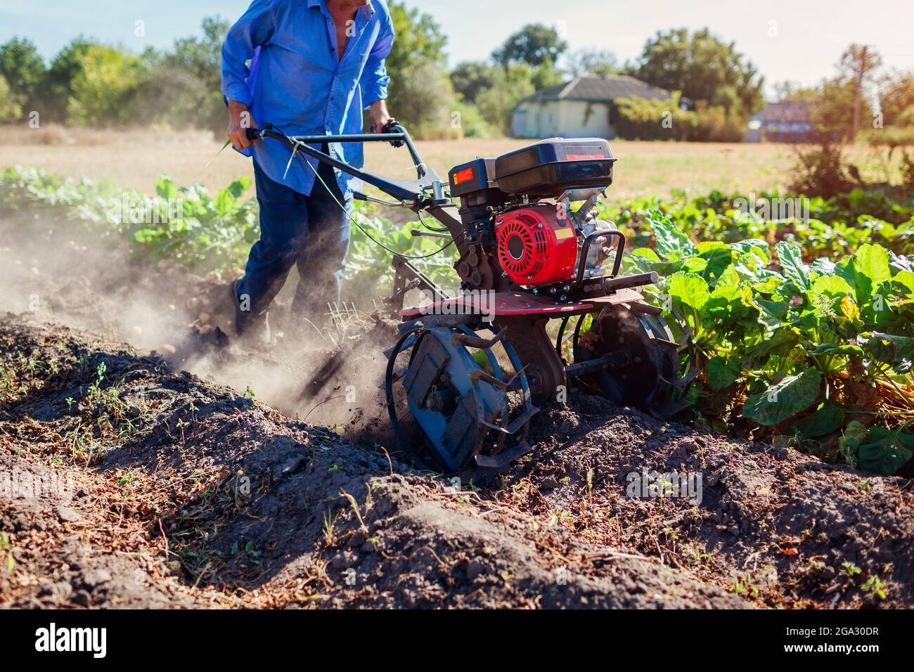 Farmer driving small tractor for soil cultivation and potato digging ...