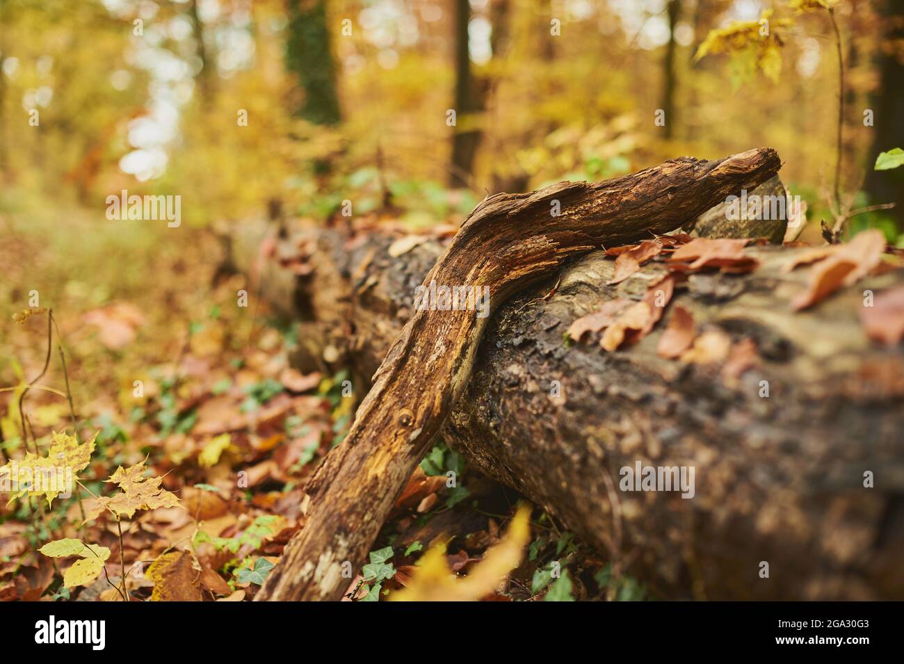 Rotten wood in a coloured European beech or common beech (Fagus ...