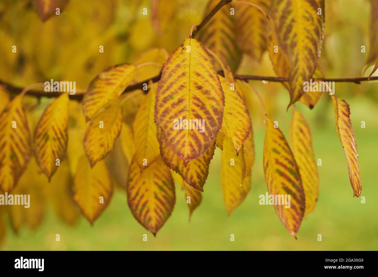 Leaves of an autumn coloured cherry tree (Prunus cerasus) on a rainy ...