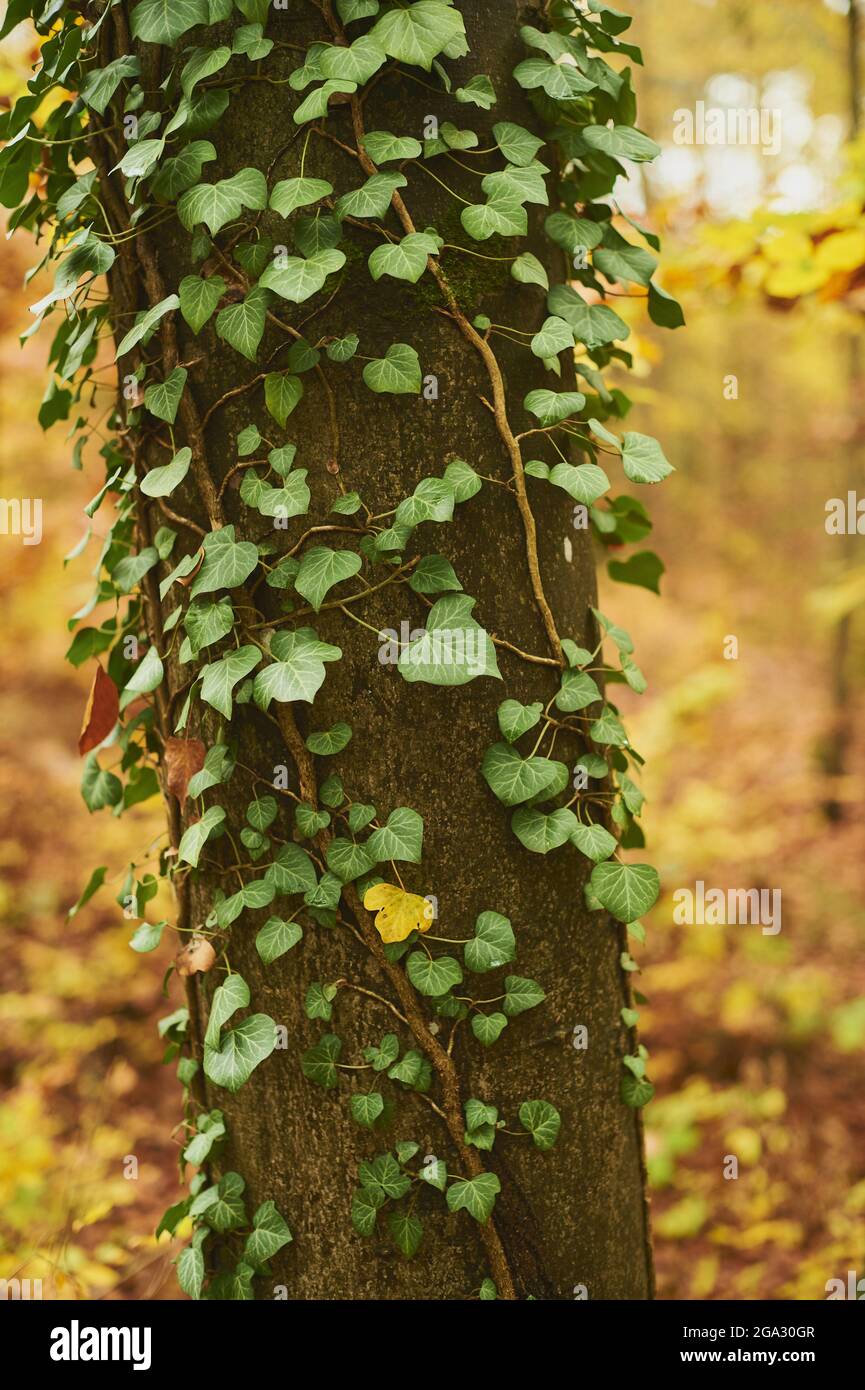 Common ivy (Hedera helix) growing on the tree trunk of an autumn ...
