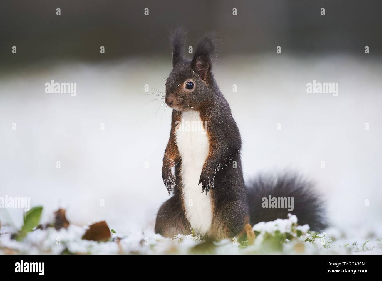 Eurasian red squirrel (Sciurus vulgaris) portrait; Bavaria, Germany ...